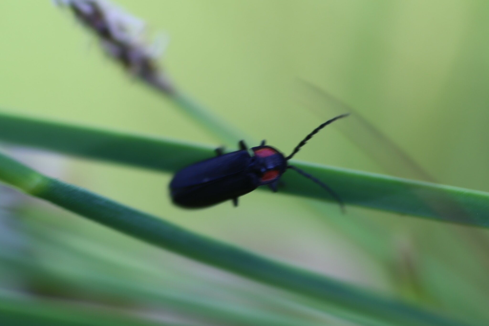 Pyropyga nigricans (Say, 1823)