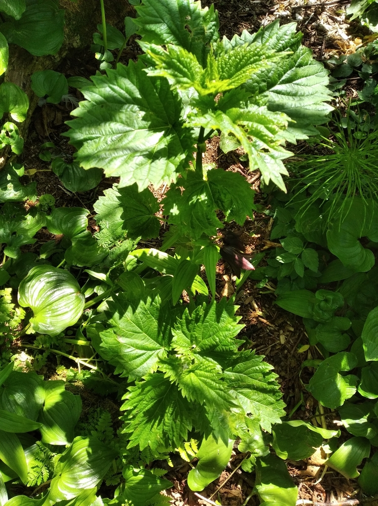 Japanese Nettle (Urtica platyphylla) - Botanical Realm