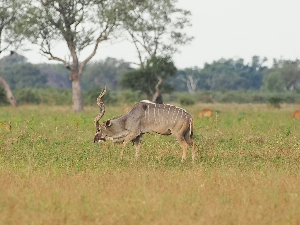 Southern Greater Kudu from Mpika, Zambia on May 21, 2022 at 02:15 PM by ...