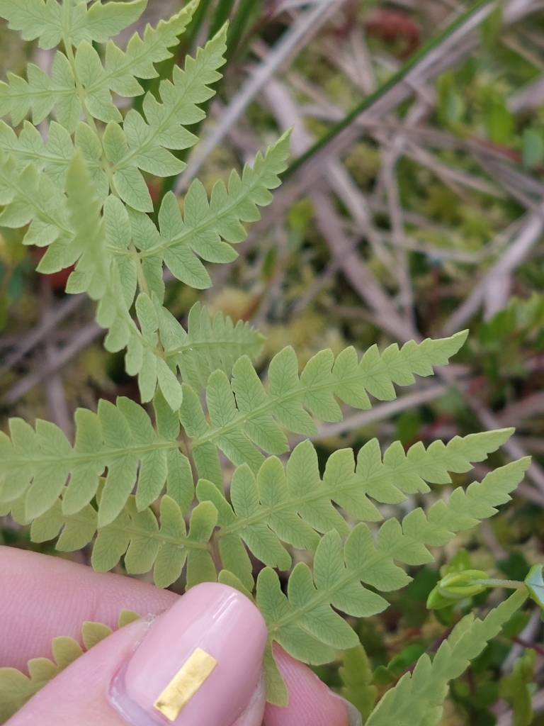 marsh fern from 65344, Lietuva on June 29, 2022 at 07:13 AM by meilekam ...