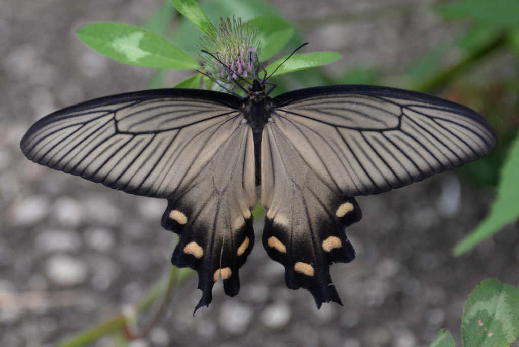 Byasa alcinous alcinous in June 2022 by Alan Broderick · iNaturalist