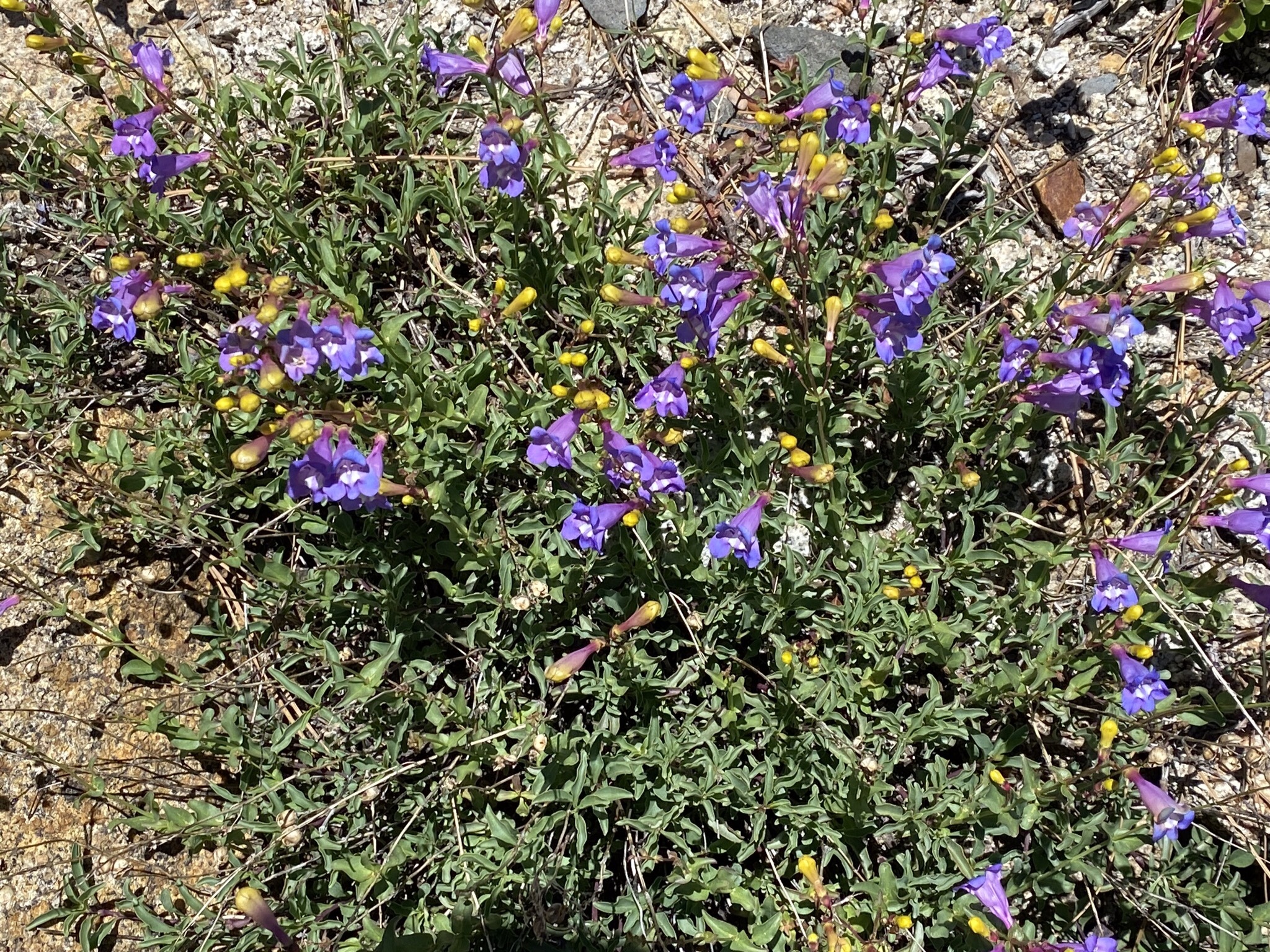Penstemon azureus Benth.