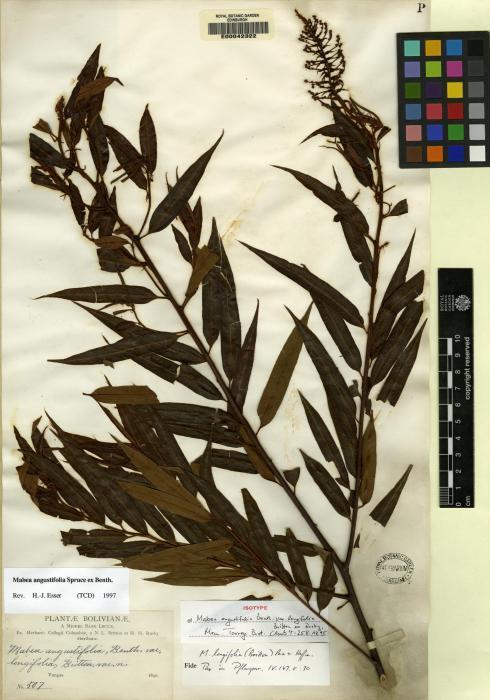 (Mabea angustifolia) - Botanical Realm