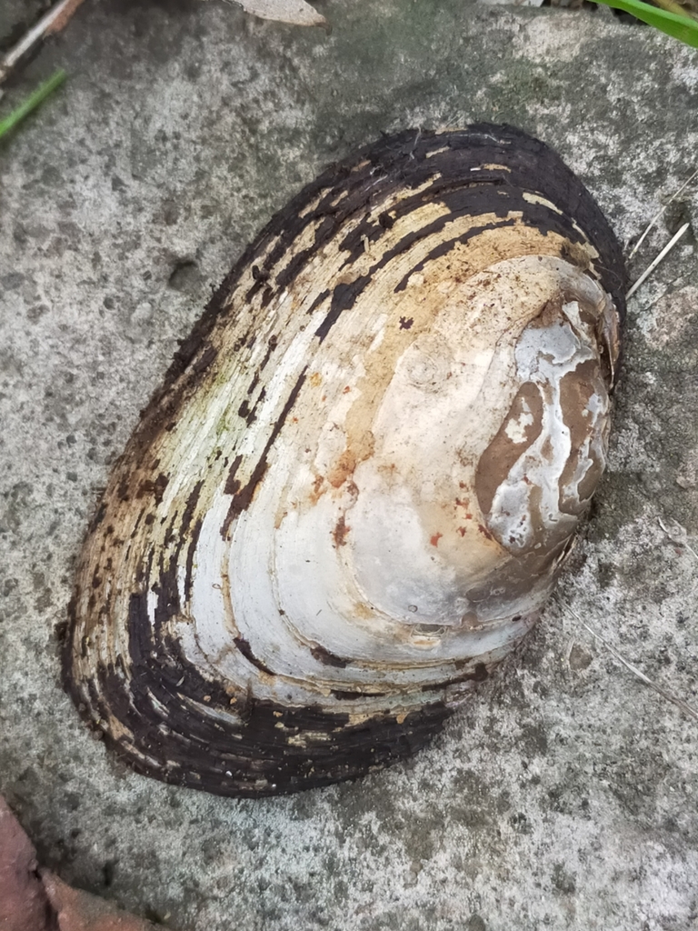 Alathyria jacksoni from Moama NSW 2731, Australia on June 29, 2022 at ...