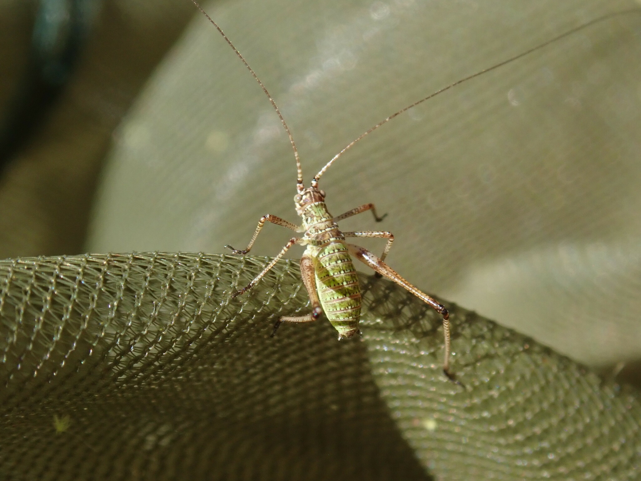 Phaneroptera falcata (Poda, 1761)