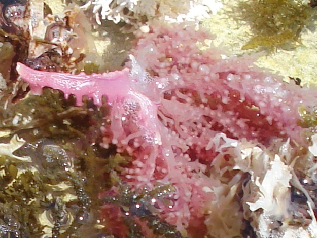 Laurencia brongniartii from Tegaldlimo, Banyuwangi Regency, East Java ...
