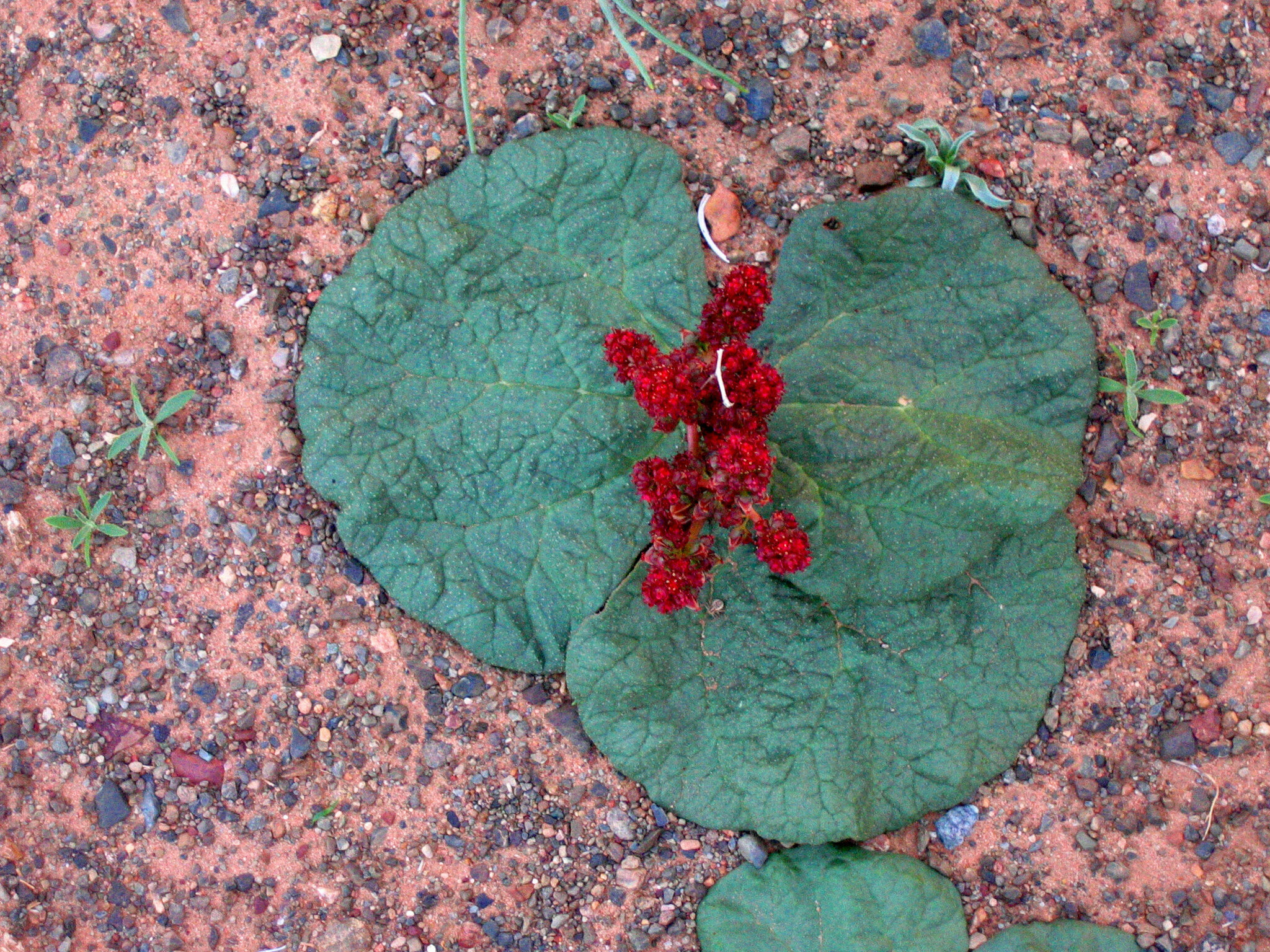 Rheum nanum Siev. ex Pall.