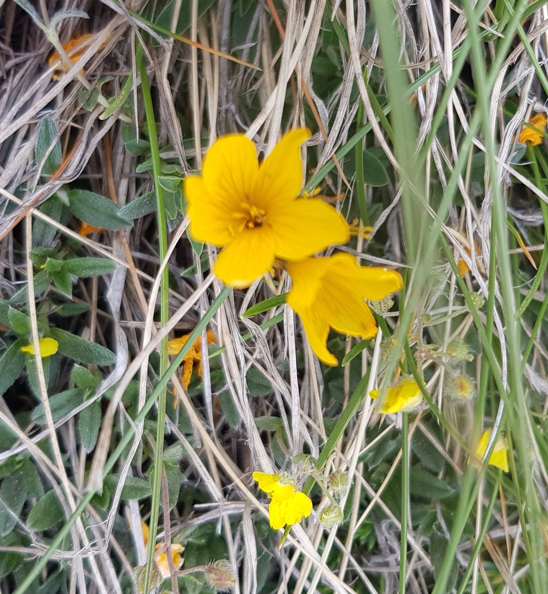 Linum capitatum Schult.