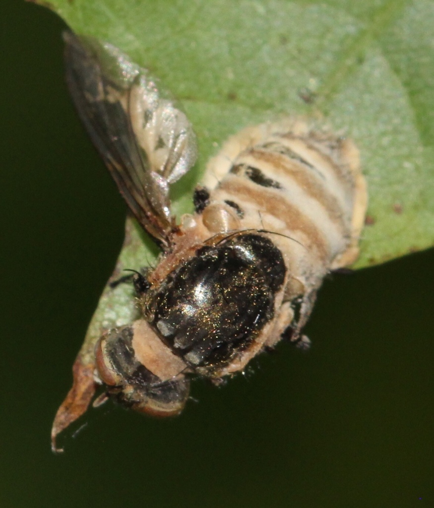 Entomophthora in July 2018 by Sequoia Janirella Wrens · iNaturalist