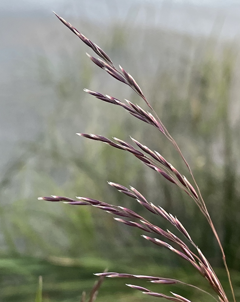 red fescue from Southlands, Vancouver, BC, Canada on June 26, 2022 at ...