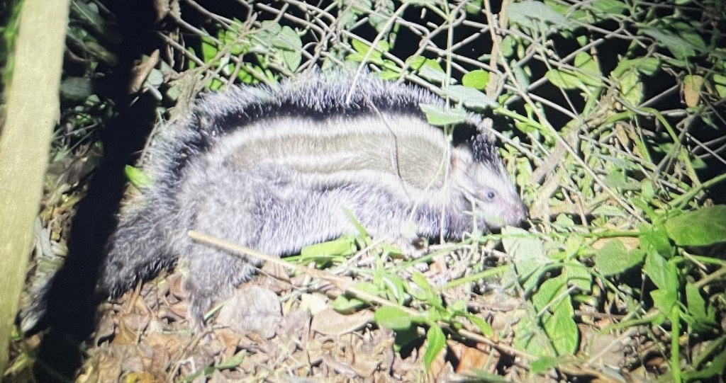Maned Rat from Kieni, Nyeri, KE on June 22, 2022 at 09:33 PM by ...