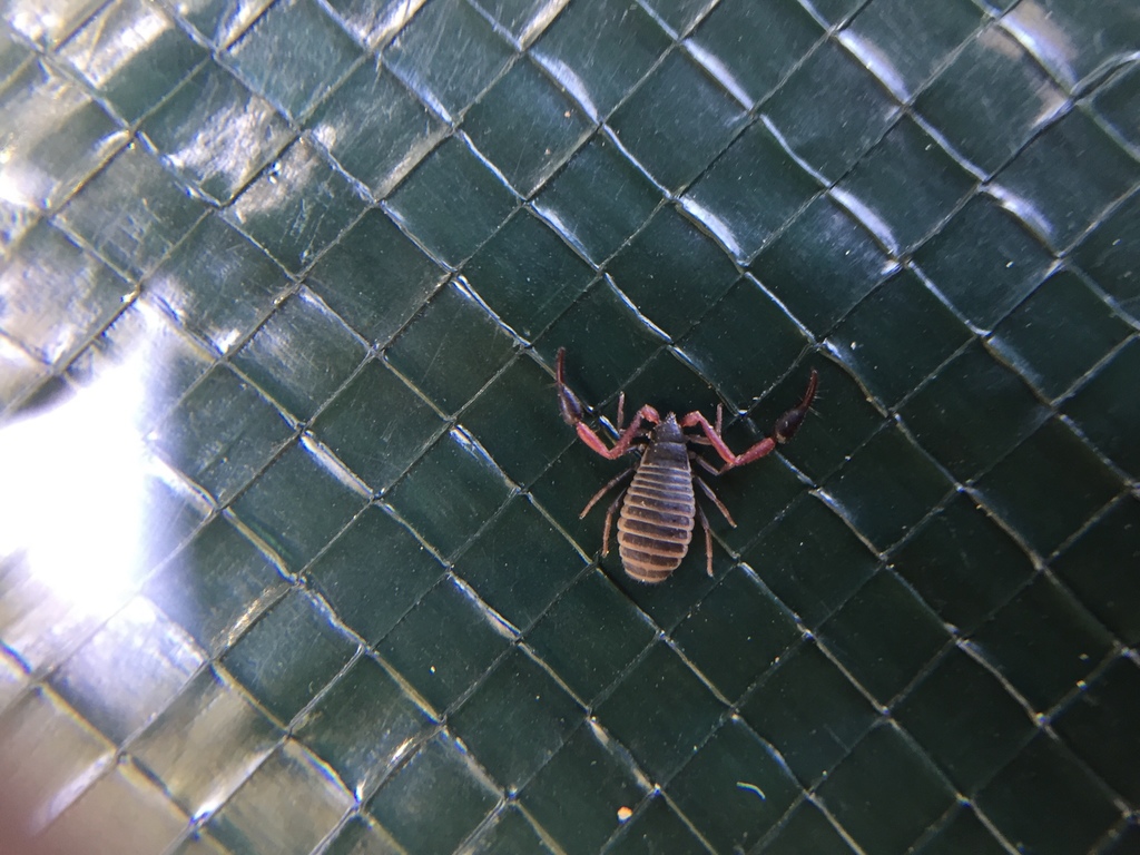 Cheliferidae from 27055, Skillounta, Elis, GR on July 5, 2018 at 10:02 ...