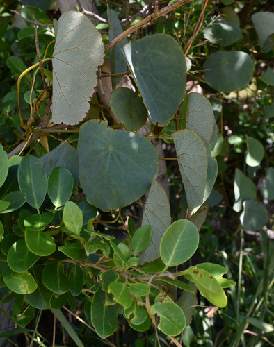 Pumpkin Vine (Stephania tuberosa) · iNaturalist