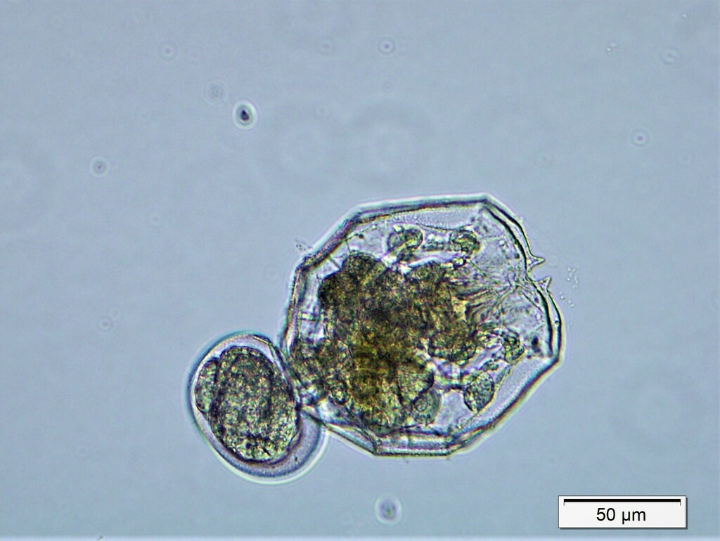 Brachionus angularis from 台灣雲林縣 on June 29, 2022 at 02:52 PM by 吳政翰 ...