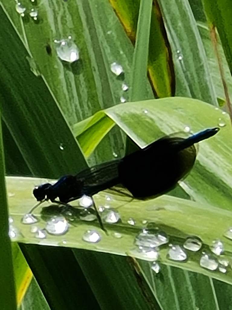 Banded Demoiselle from Grosvenor Park, Chester CH1 1QQ, UK on June 29 ...