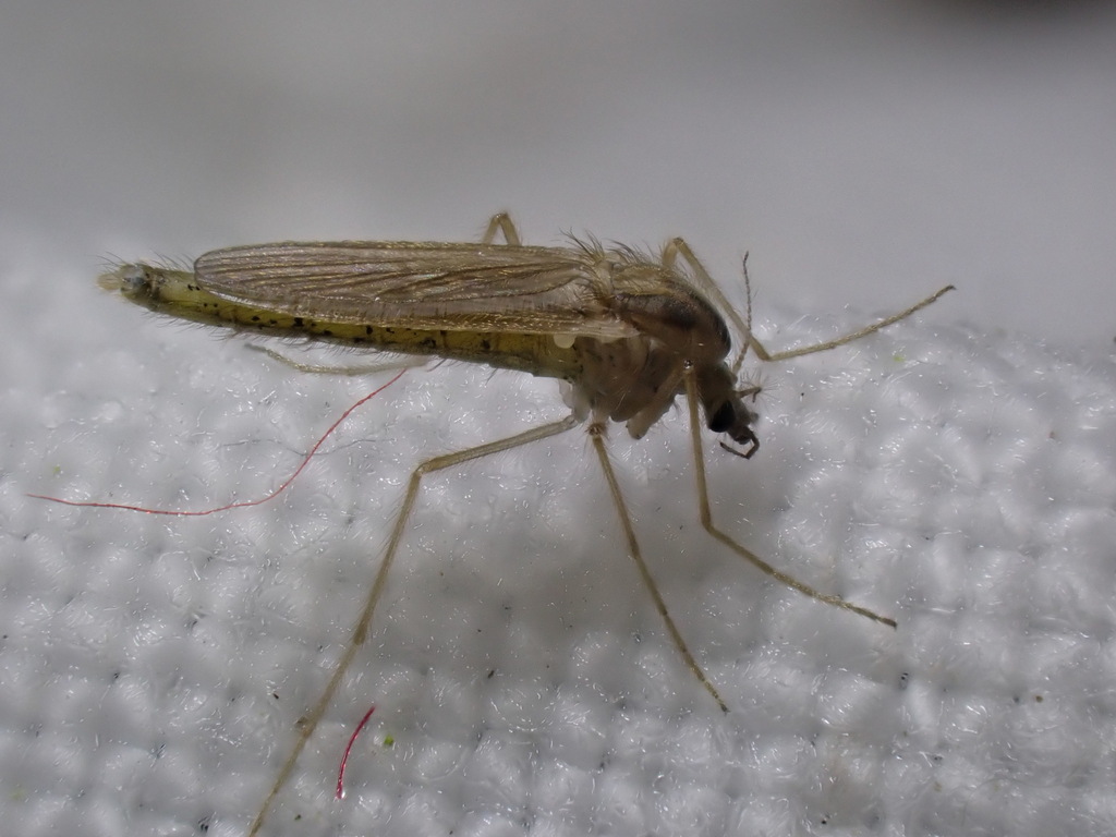 Phantom Midges from Hjemme on June 28, 2022 at 01:37 AM by Maria ...