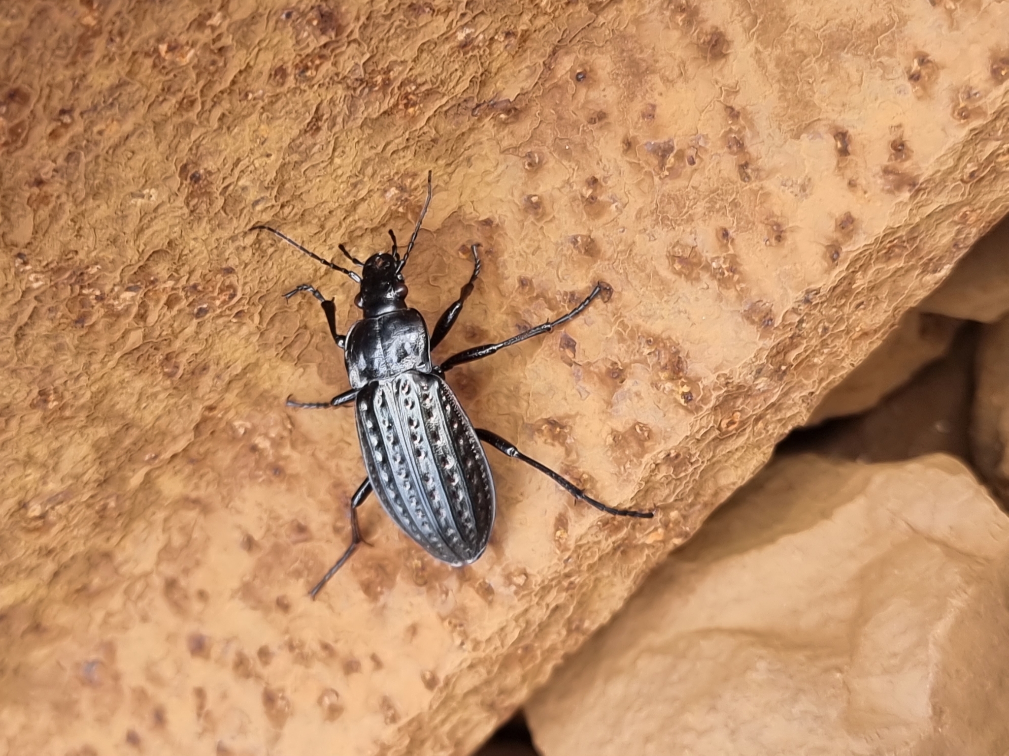 Carabus clatratus Linnaeus, 1760