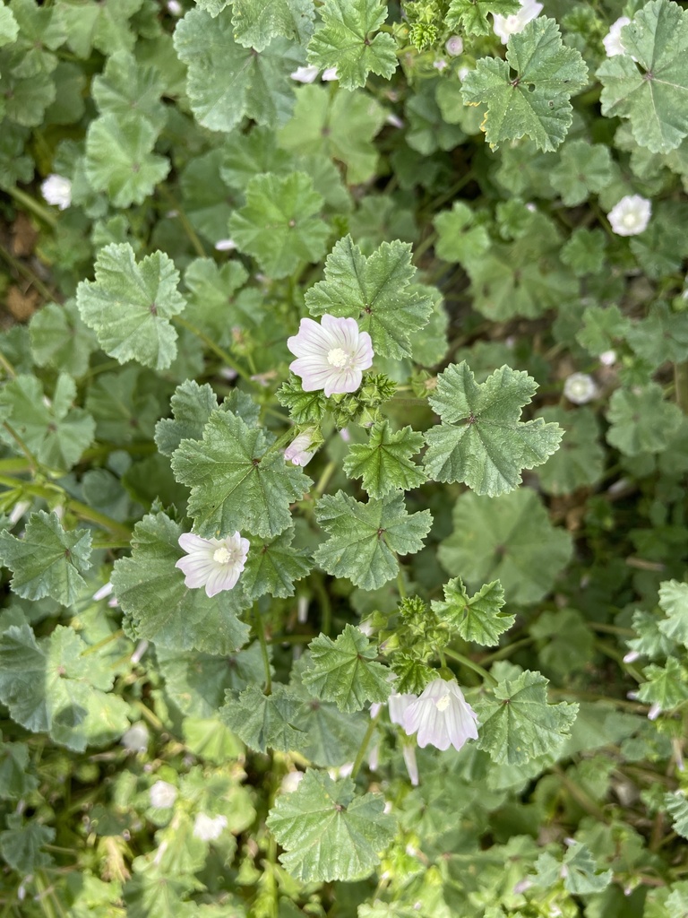 Mallows from Sjælland, Gørlev, Sjælland, DK on June 29, 2022 at 11:44 ...