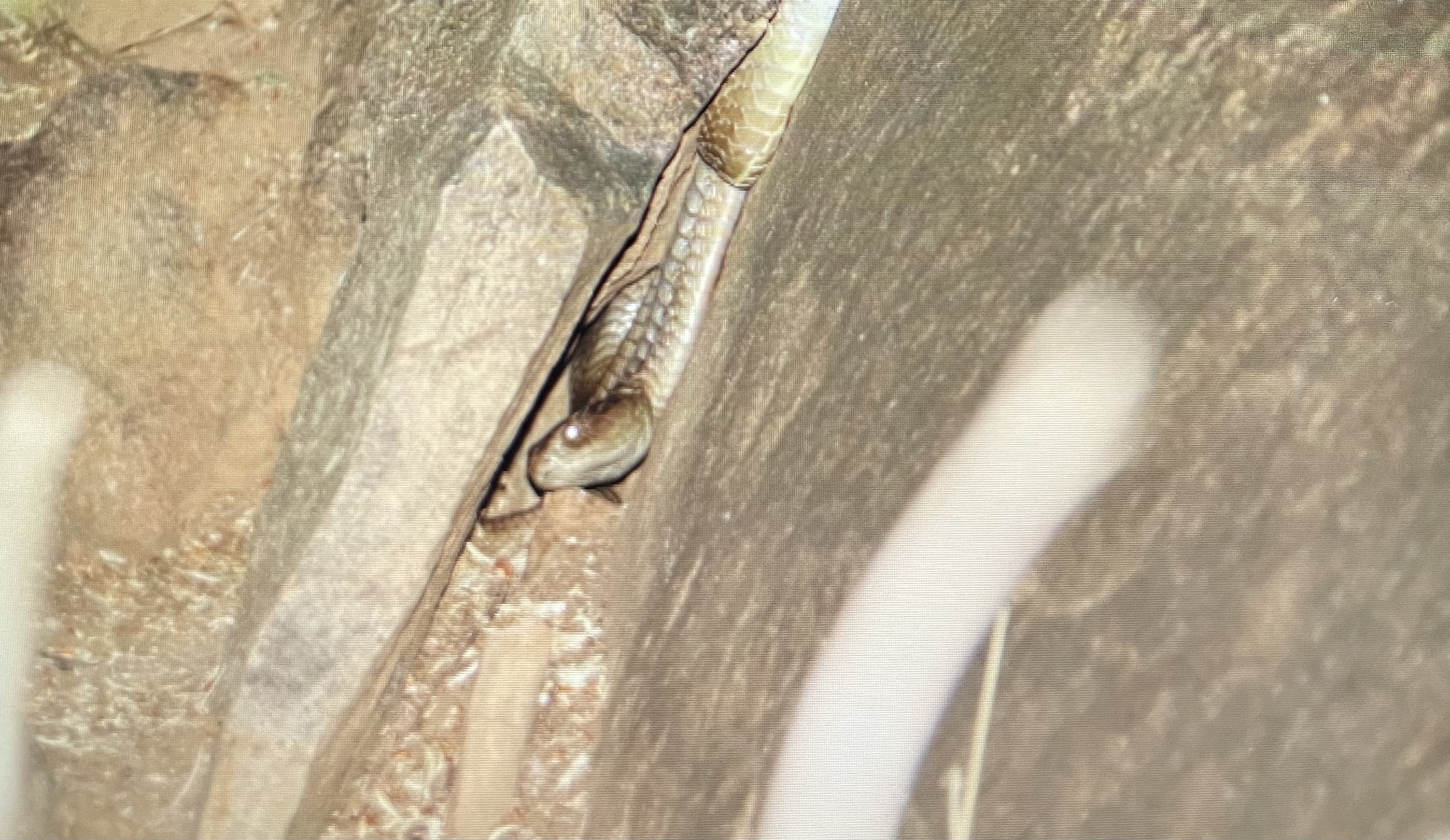 Naja ashei Wüster & Broadley, 2007