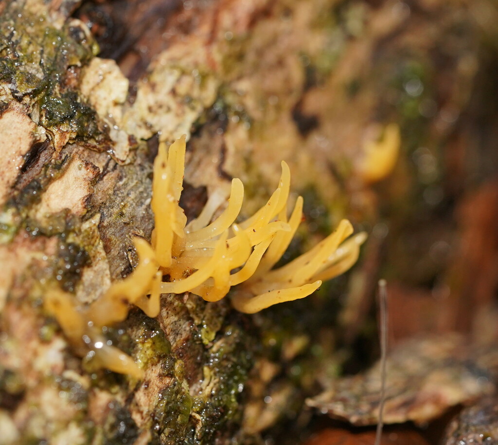 Calocera fusca from Main Ridge VIC 3928, Australia on June 27, 2022 at ...