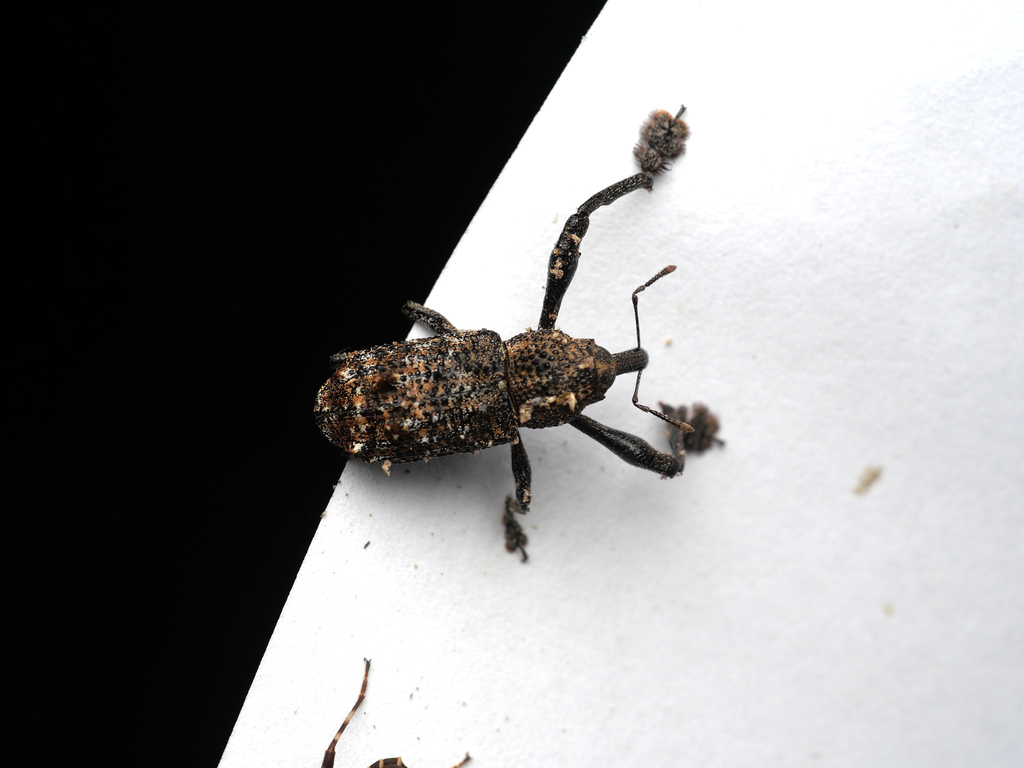 Orthorhinus from Madang Province, Papua-Neuguinea on June 9, 2022 at 08 ...