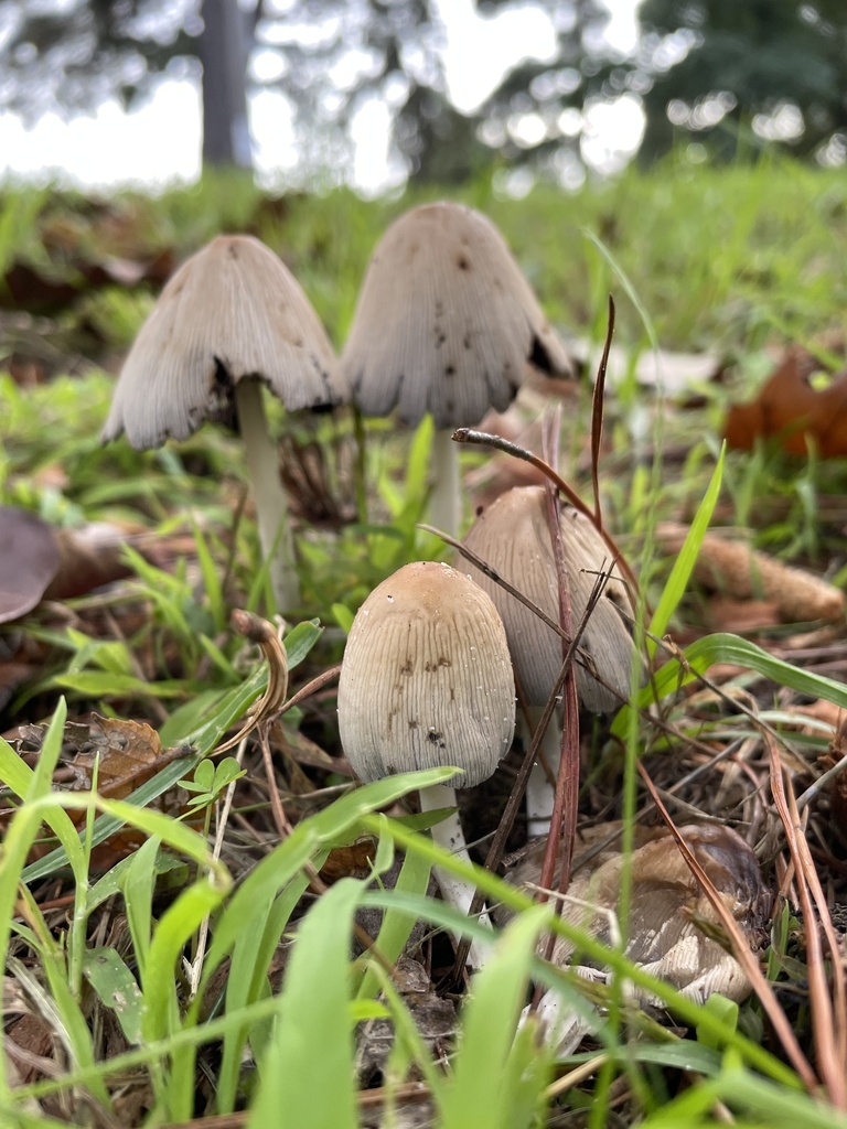 Psathyrellaceae from Beverley Rd, Heidelberg, VIC, AU on May 19, 2022 ...