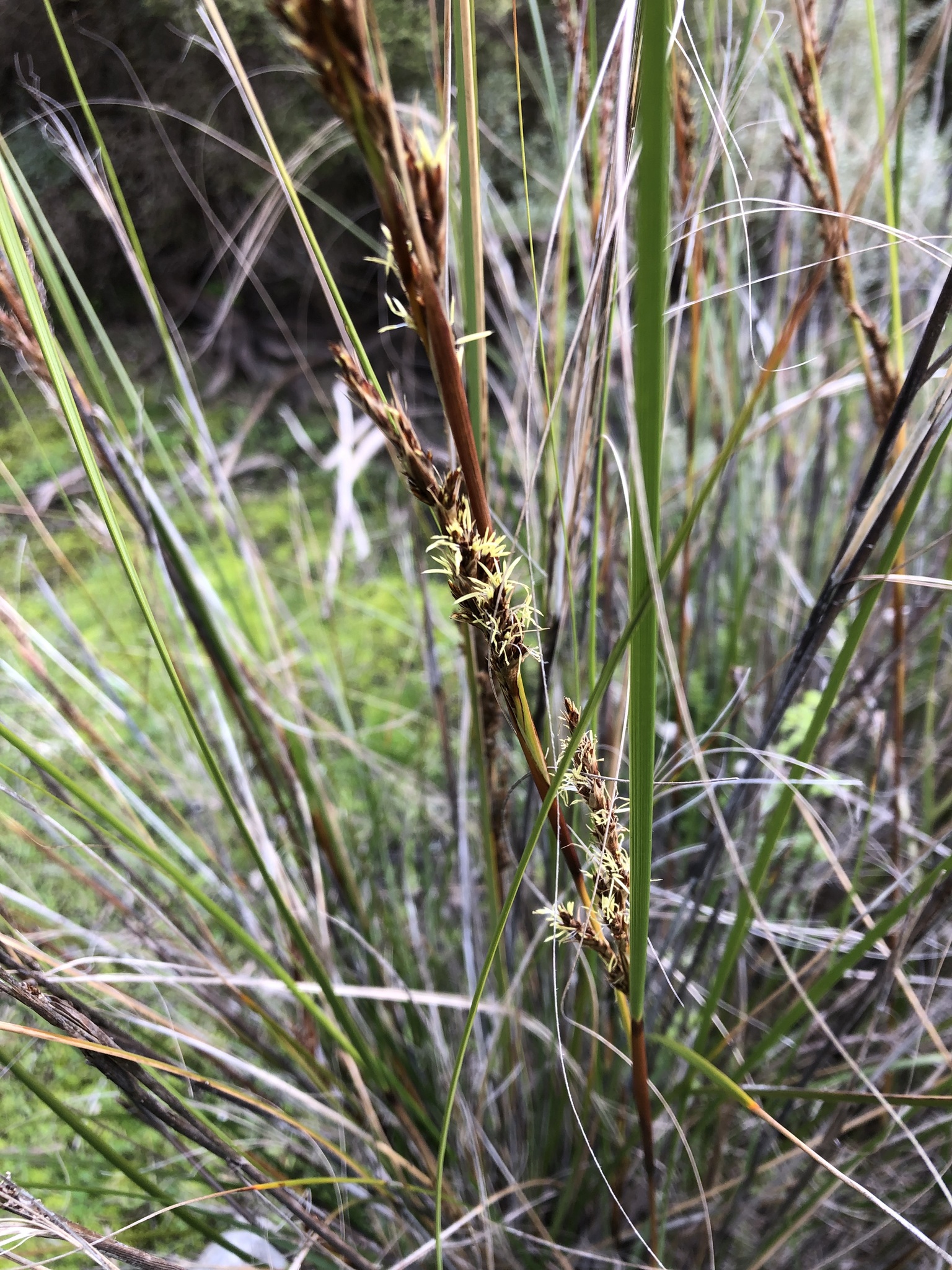 Gahnia filum (Labill.) F.Muell.
