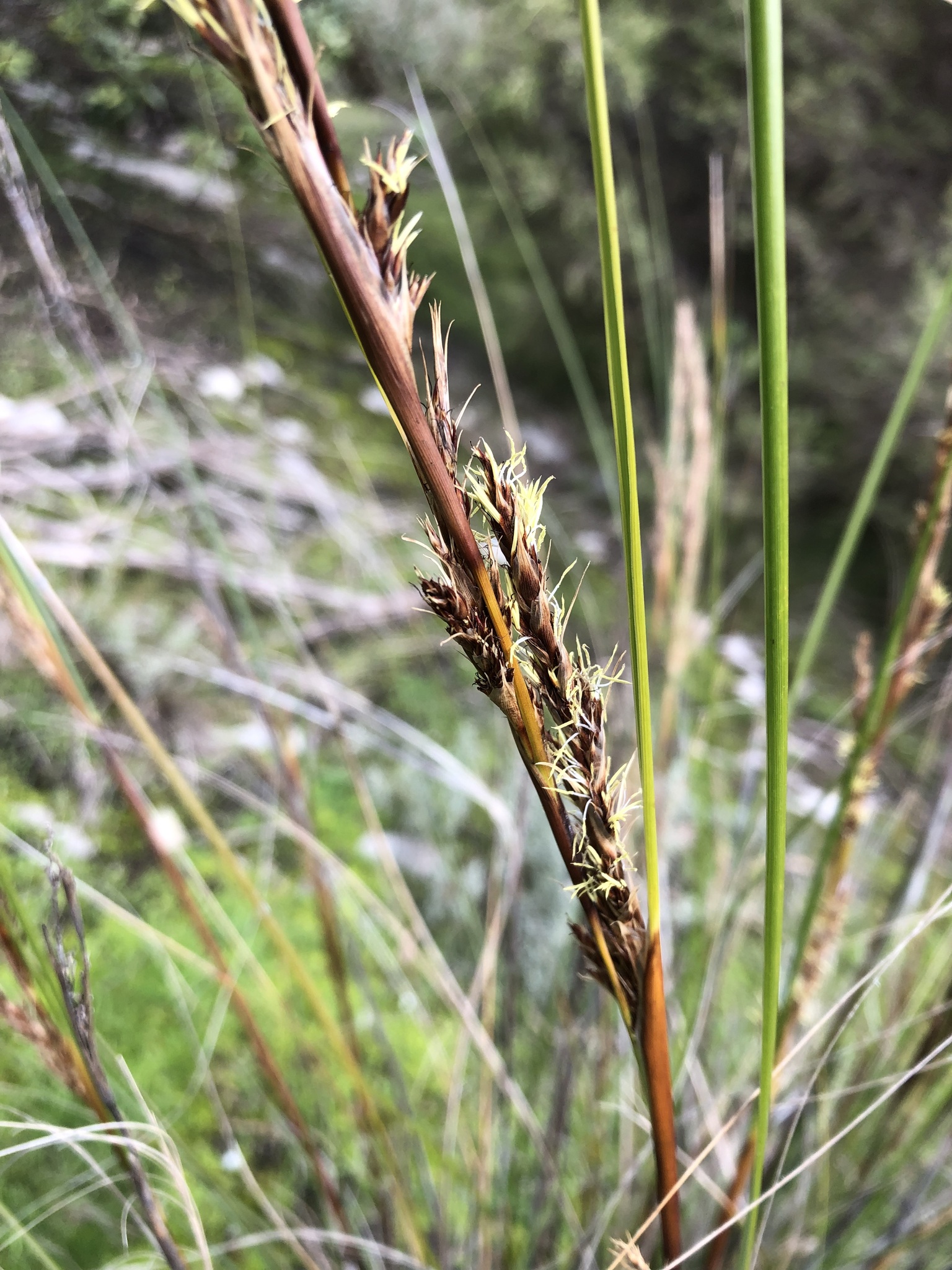 Gahnia filum (Labill.) F.Muell.