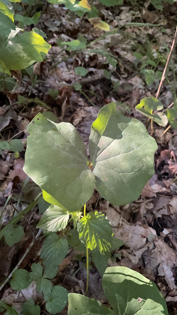 twinleaf from Lanesville on June 29, 2022 at 07:55 AM by mcdonae ...