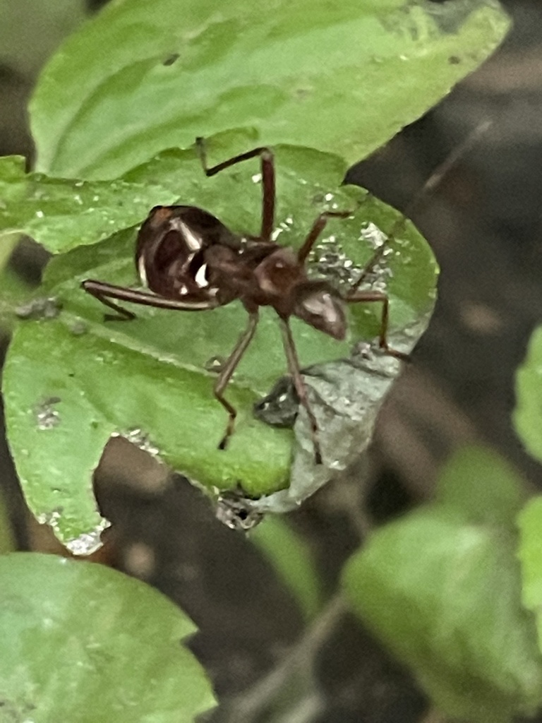 Alydinae from Naples Rd, Brookline, MA, US on June 29, 2022 at 05:56 AM ...