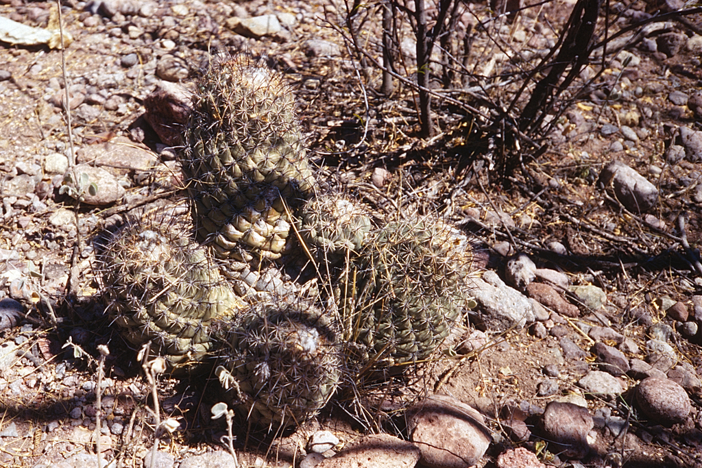 Coryphantha longicornis from Rodeo Municipality, Durango, Messico on ...