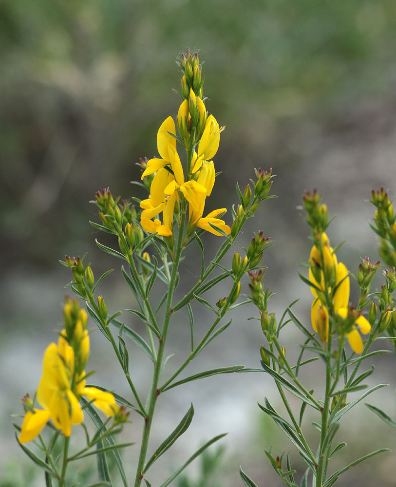 Genista tinctoria (Флора Екатеринбурга | Flora of Yekaterinburg ...