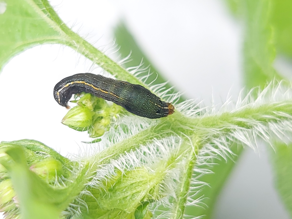 Velvet Armyworm Moth from Provincia de Alajuela, Alajuela, Costa Rica ...