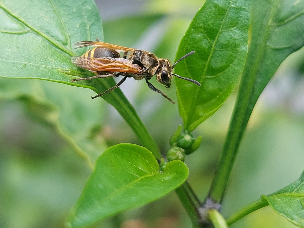 Honey Wasps from Provincia de Alajuela, Alajuela, Costa Rica on June 20 ...