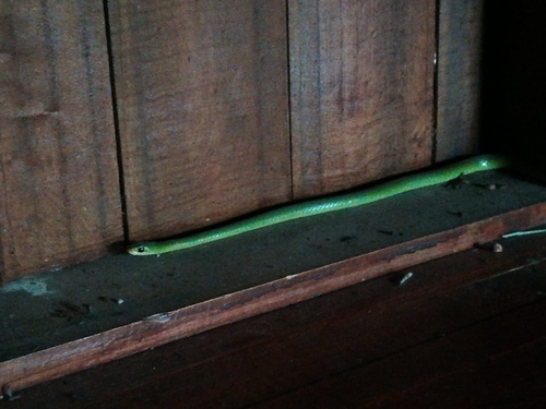 Green Water Snake (Philothamnus hoplogaster) - Snakes and Lizards