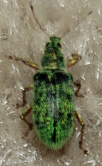 Green Immigrant Leaf Weevil in June 2022 by softwaresimian · iNaturalist