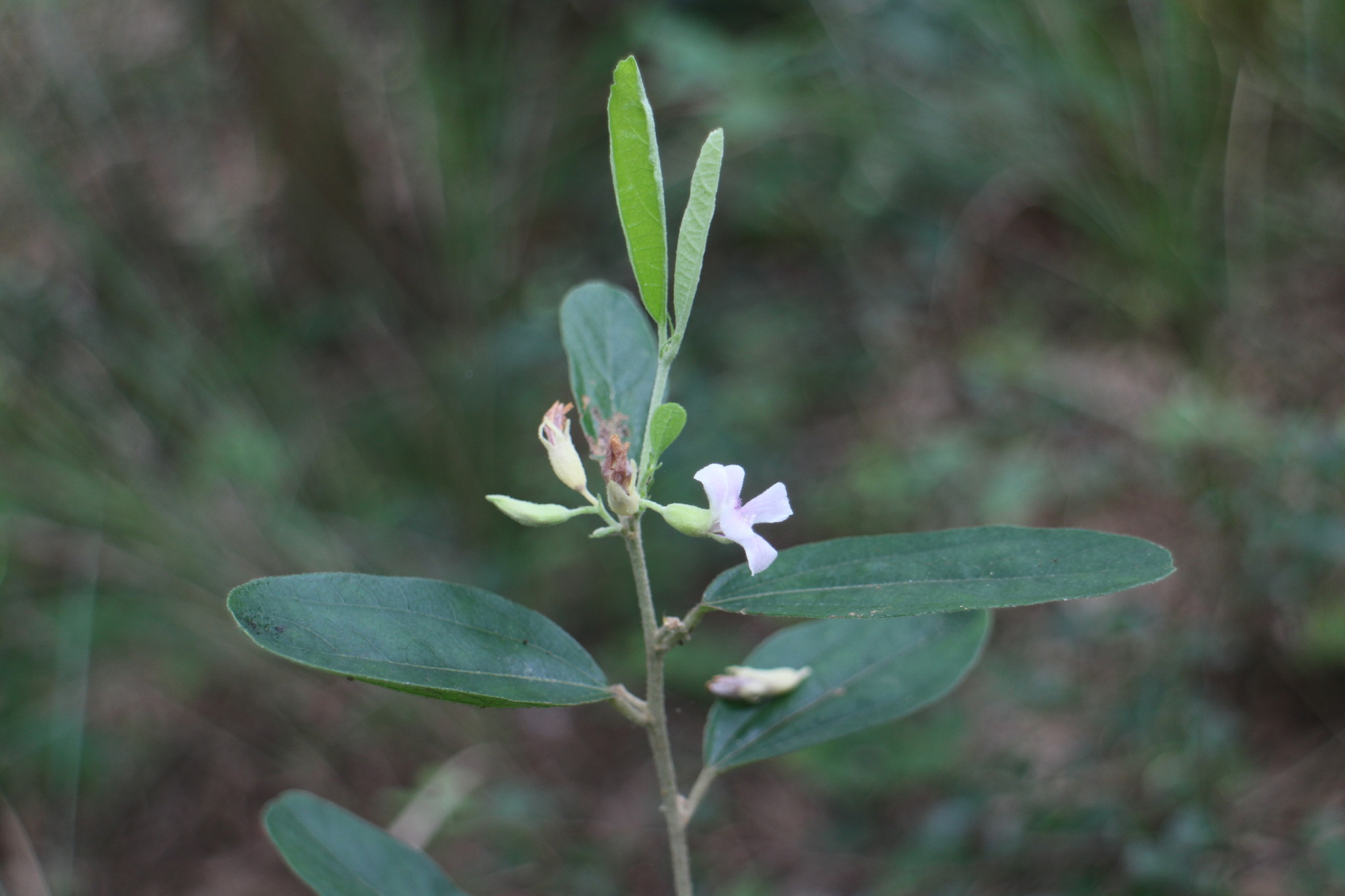 Helicteres angustifolia L.