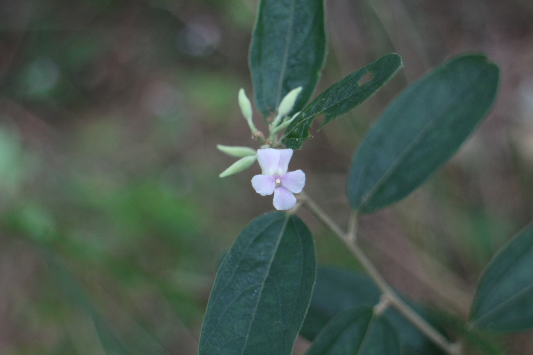 Helicteres angustifolia L.