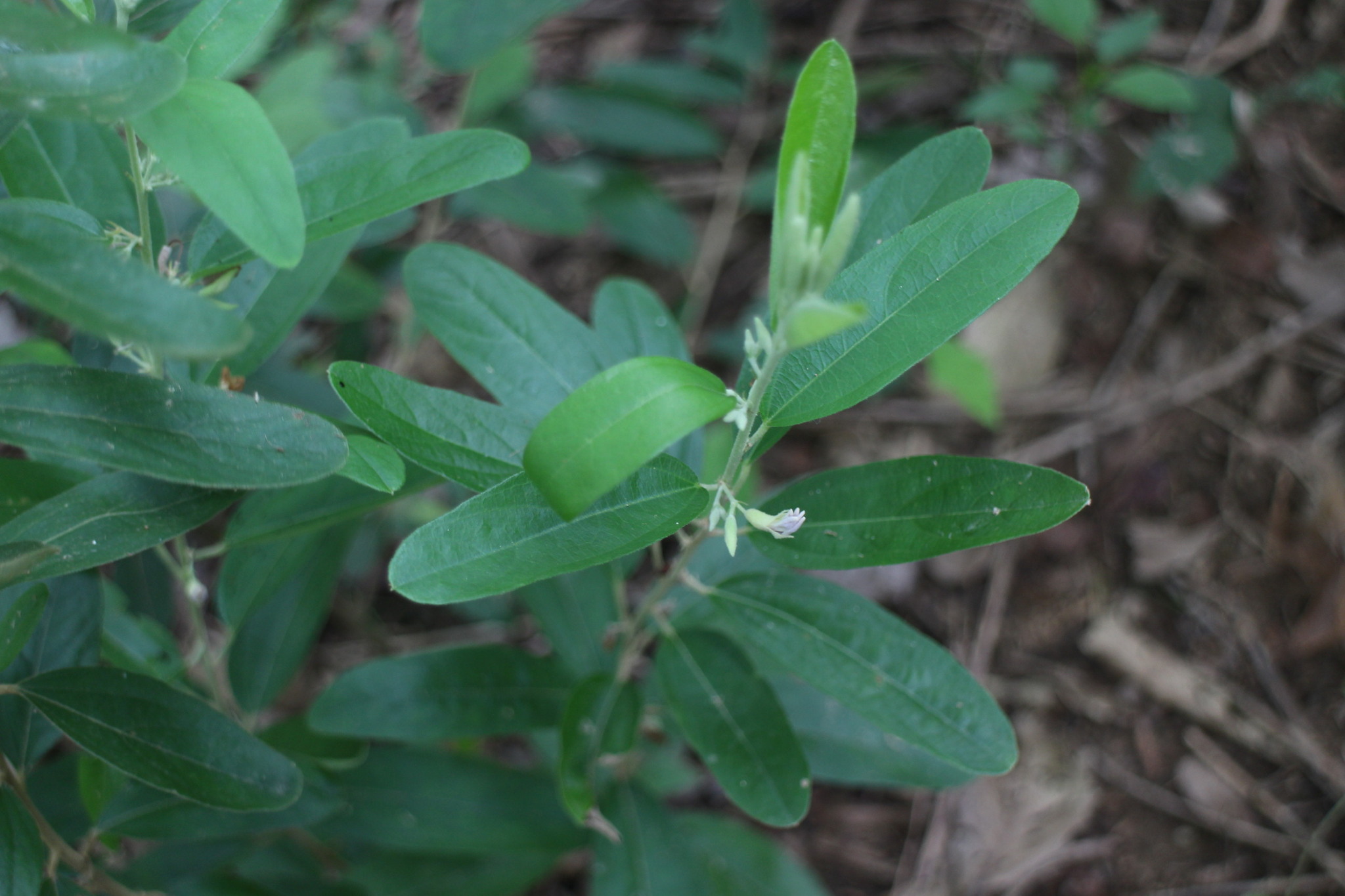 Helicteres angustifolia L.