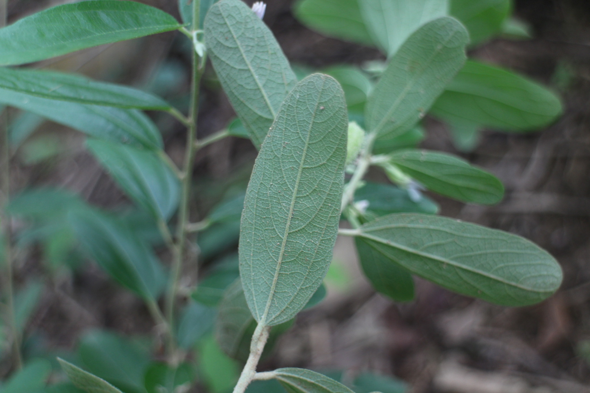 Helicteres angustifolia L.