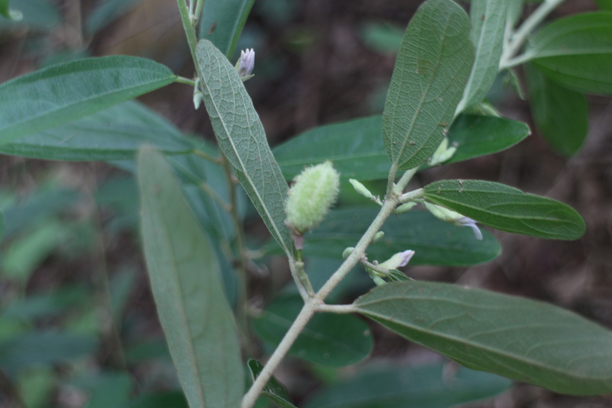 Helicteres angustifolia L.