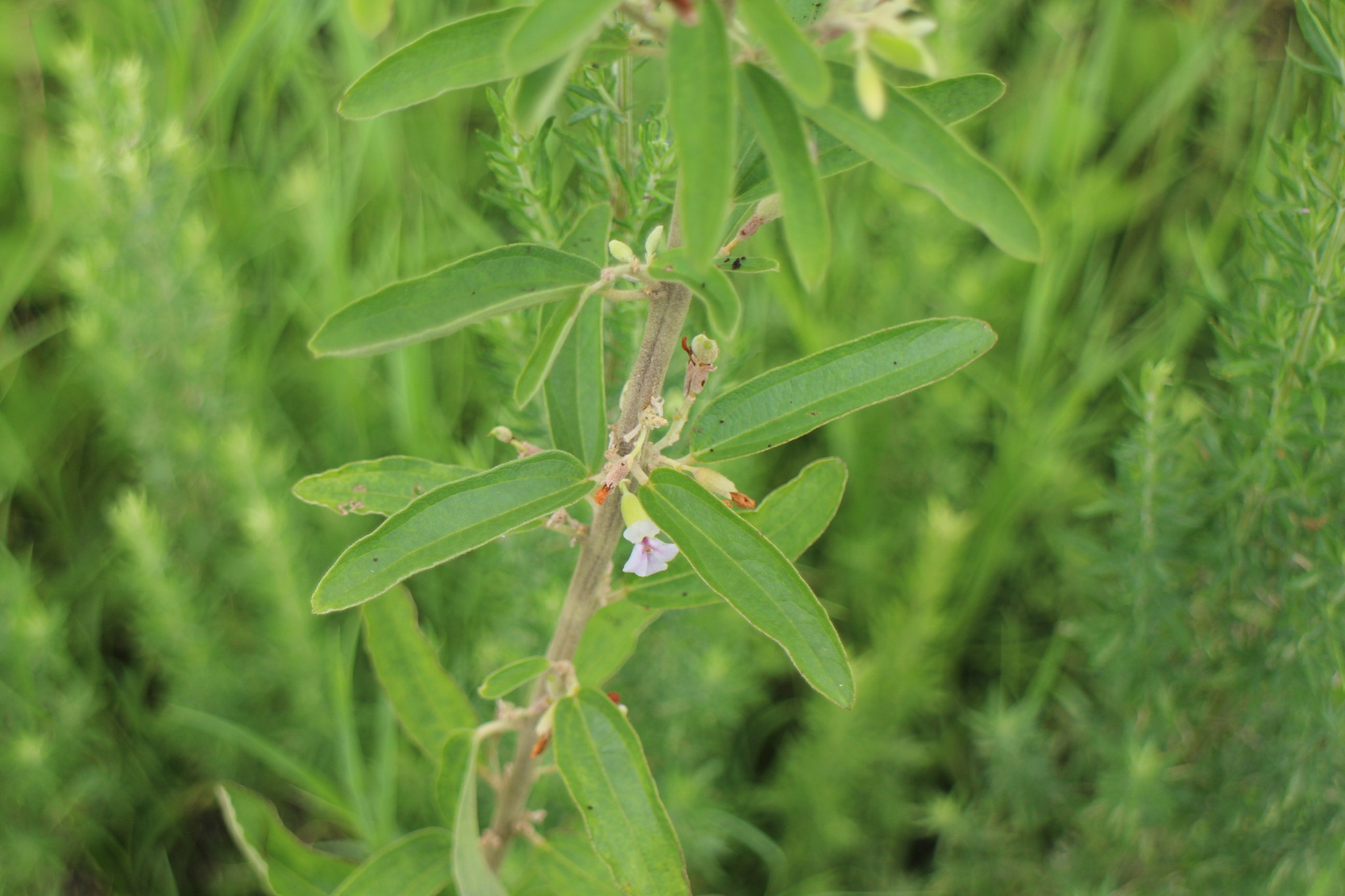 Helicteres angustifolia L.