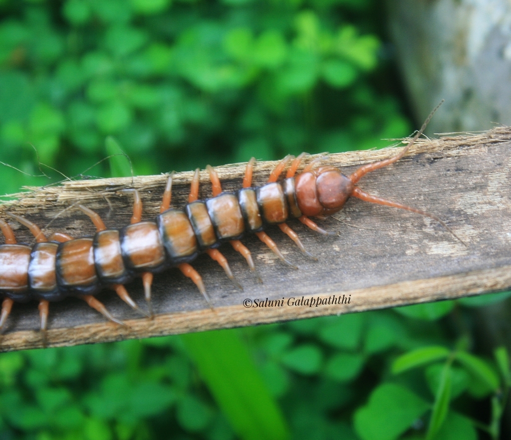 Pacific Giant Centipede from Mahavila, Panadura, Sri Lanka on June 24 ...