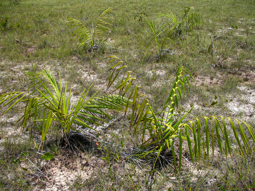 Barcella odora · iNaturalist