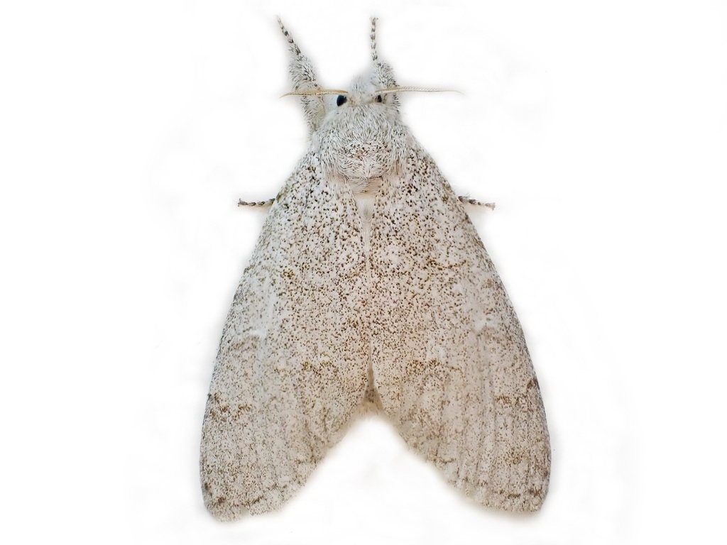 Calliteara from Lamma Island, Lamma Island, New Territories, HK on June ...