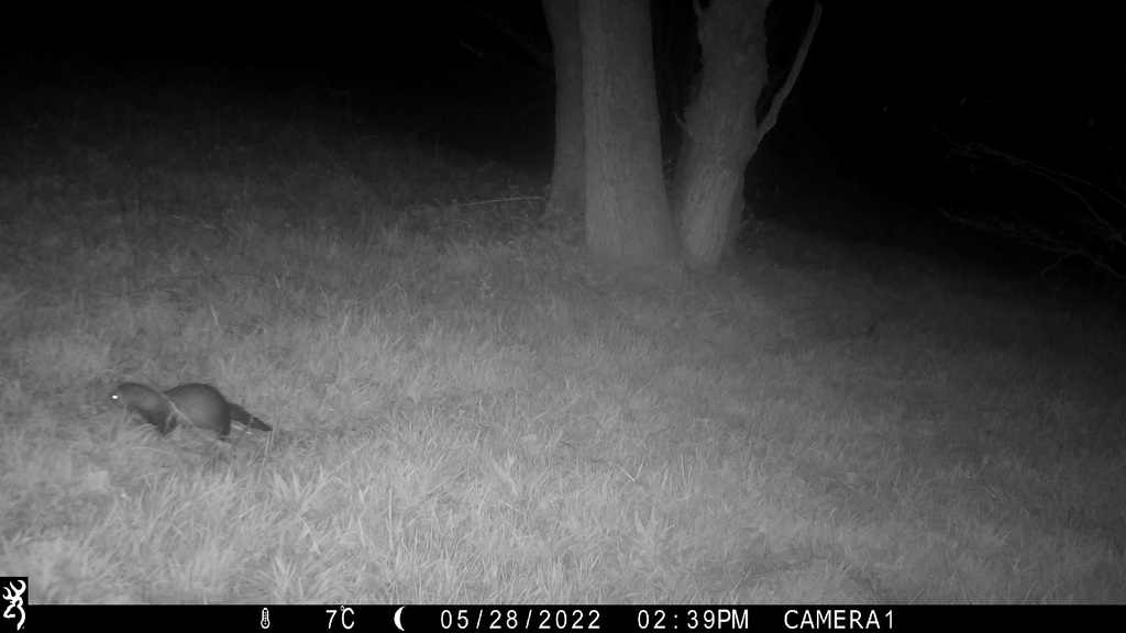 Western Polecat from Shropshire, England, GB on May 28, 2022 by John ...
