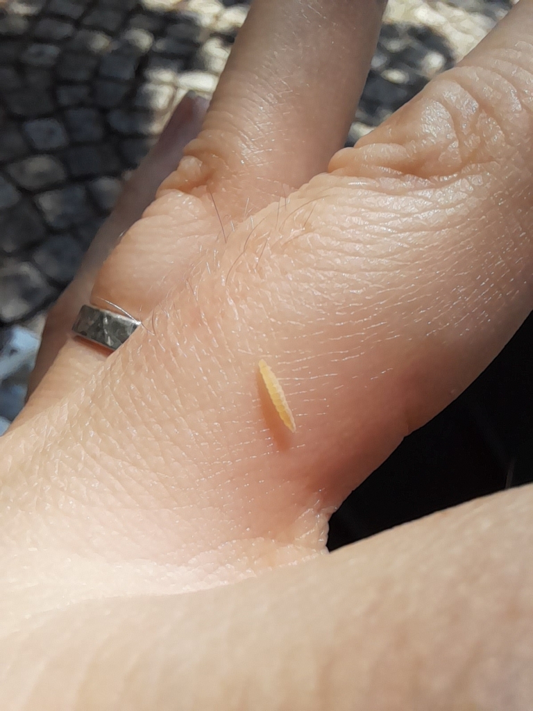 Insects from 90-231 Łódź, Poland on June 28, 2022 at 12:43 PM by ...