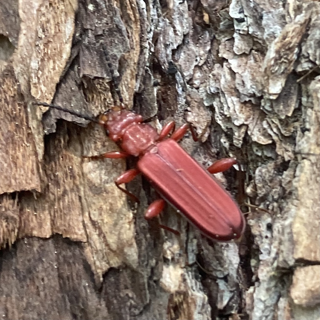 Red Flat Bark Beetle from Olympic National Park, Hoodsport, WA, US on ...