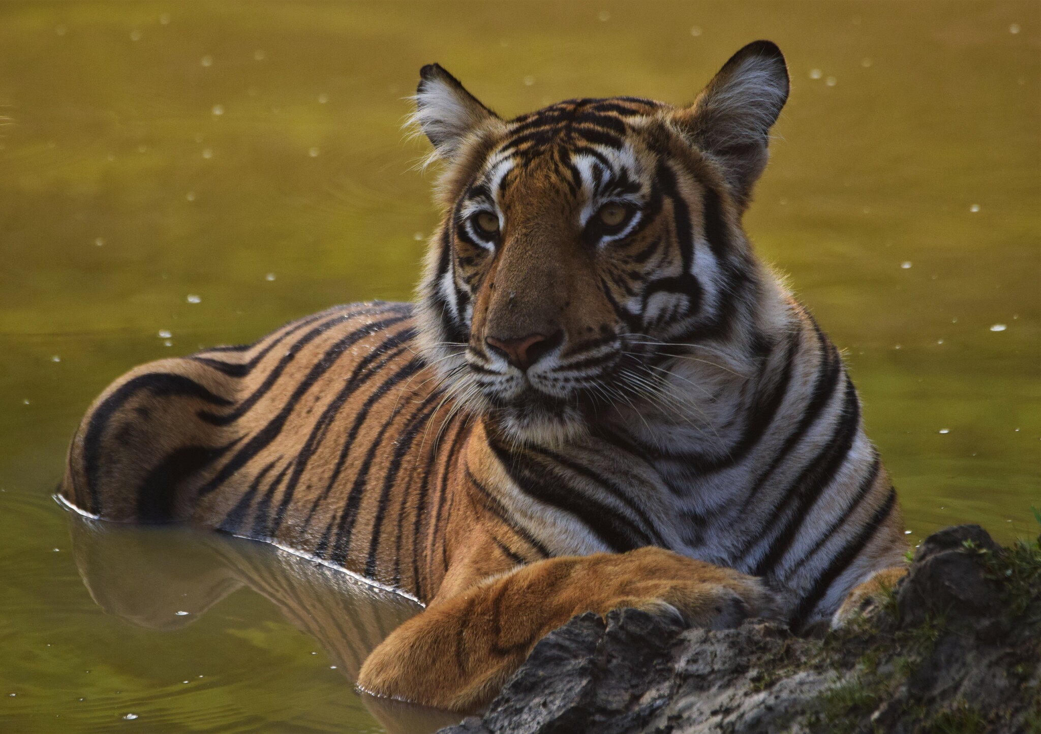 Panthera tigris (Linnaeus, 1758)