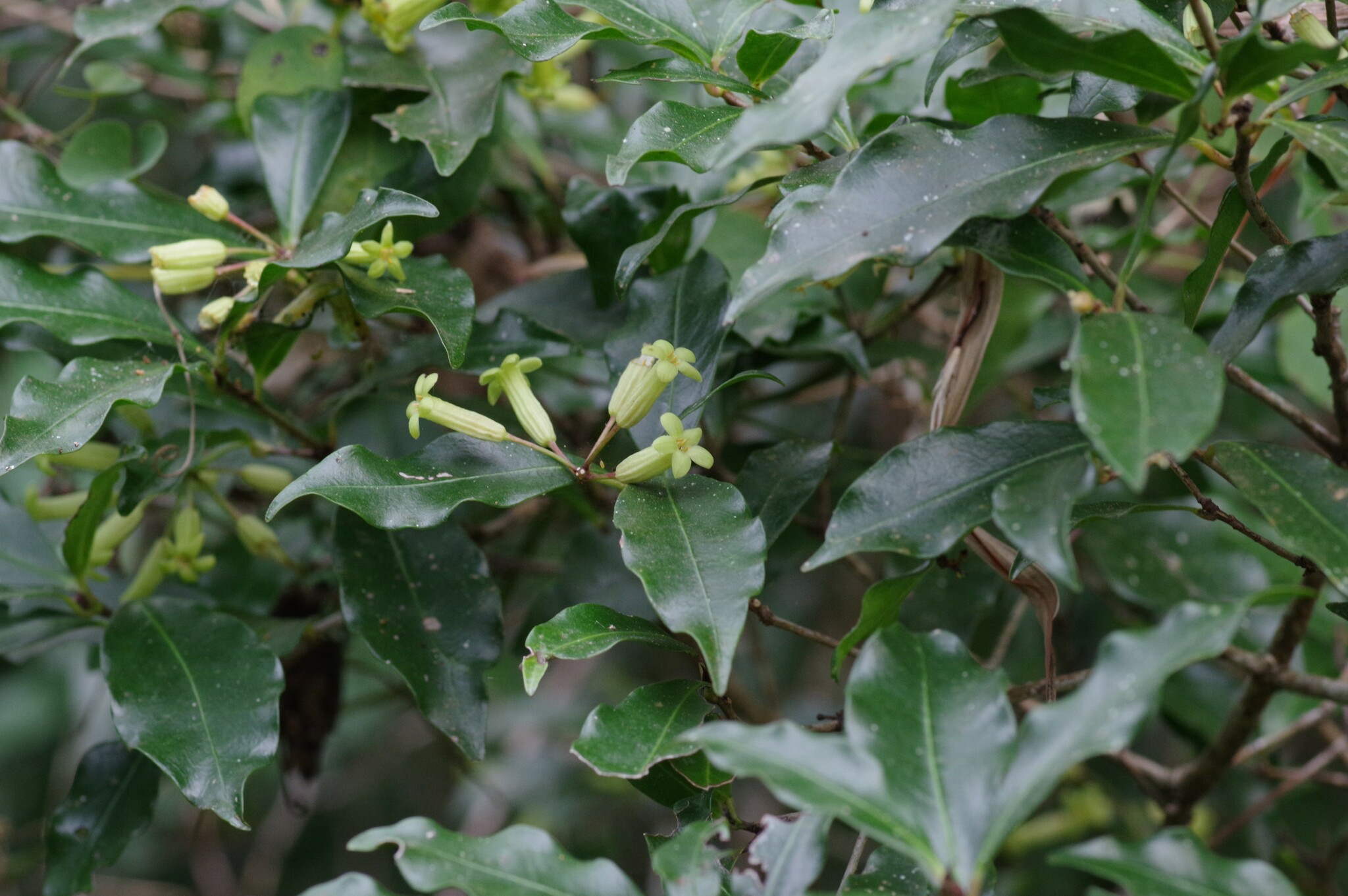 Peddiea africana Harv.